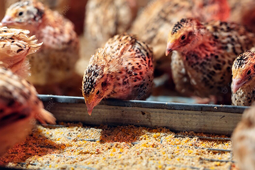 Krmivo pre prepelice v znáške | LIAHNEME.SK