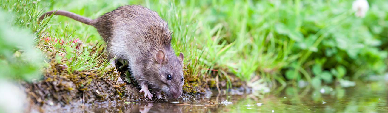 Pasca na potkany | LIAHNEME.SK